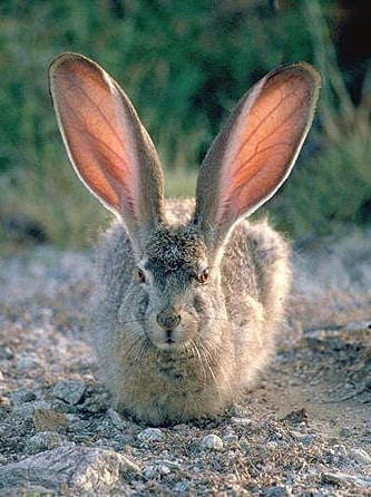 rabbit-ears | Statistical Modeling, Causal Inference, and Social Science